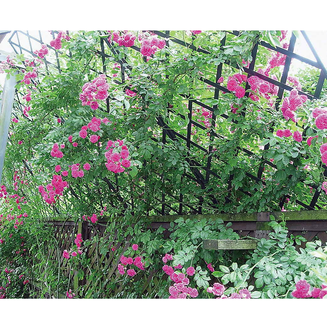 アルミ製 ラティス(中) GC-302(5枚セット)|ツインスターカンパニー通販